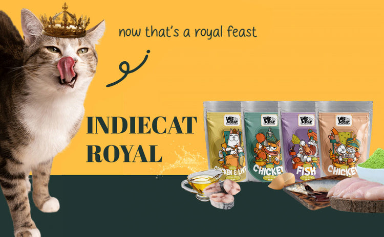 Indie Cat – Pets of Paradise